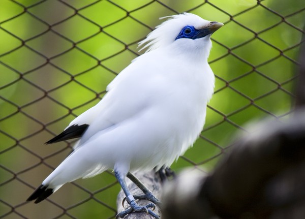 Burung Jalak, Kebanggaan Bali yang Hampir Punah Burung Jalak, Kebanggaan Bali yang Hampir Punah