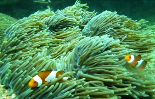 Jelajahi Keindahan Pulau Sebesi