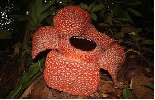 Menengok Rafflesia Arnoldii di Bengkulu