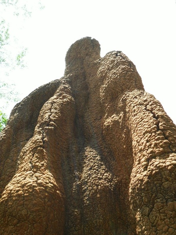 Musamus, Ujud Kekuatan Impian Sang Rayap