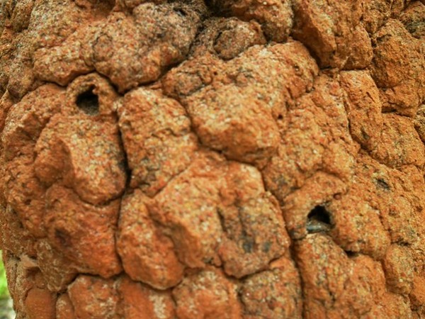 Musamus, Ujud Kekuatan Impian Sang Rayap