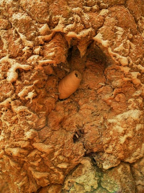 Musamus, Ujud Kekuatan Impian Sang Rayap