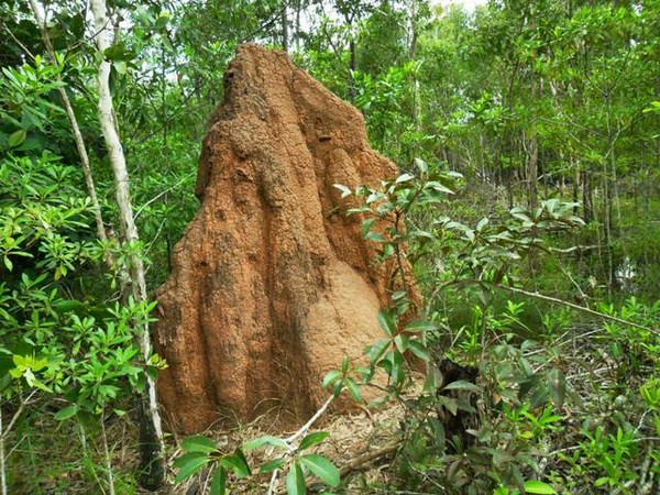 Musamus, Ujud Kekuatan Impian Sang Rayap