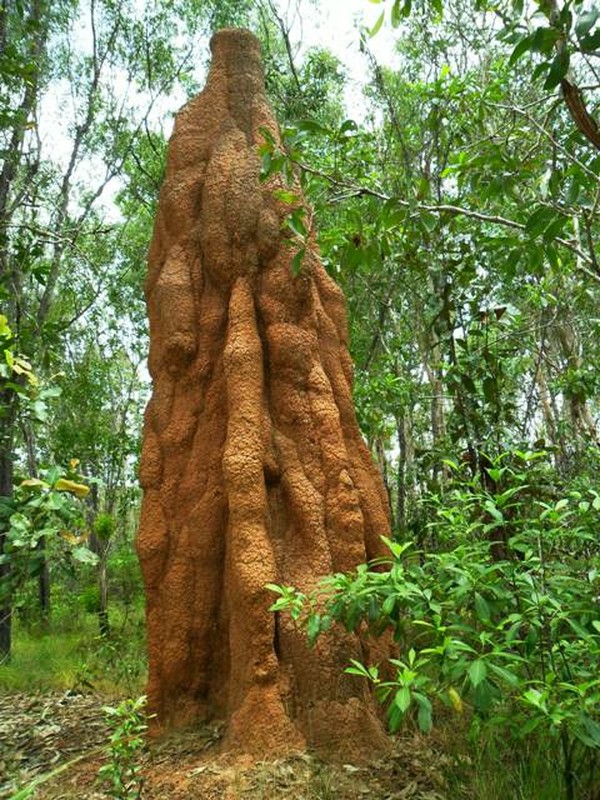 Musamus, Ujud Kekuatan Impian Sang Rayap