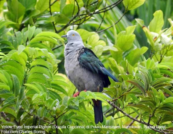 Snorkeling di Gugusan Terumbu Karang Pulau Mansinam
