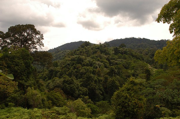 Taman Nasional Bukit Tigapuluh (TNBT)