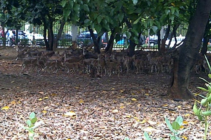 4 Tempat Melihat Rusa Selain Kebun Binatang
