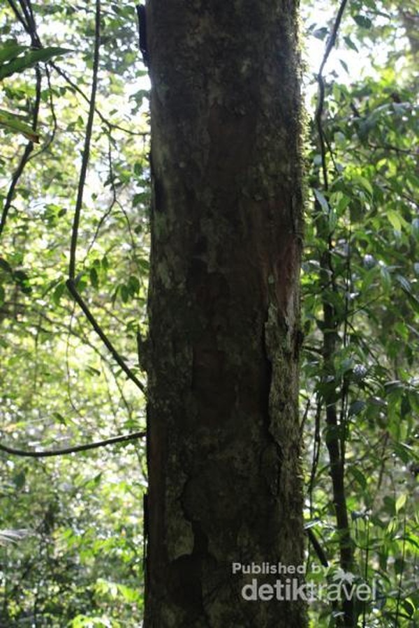 Ada Jamur yang Bisa Menyala di Gunung Halimun