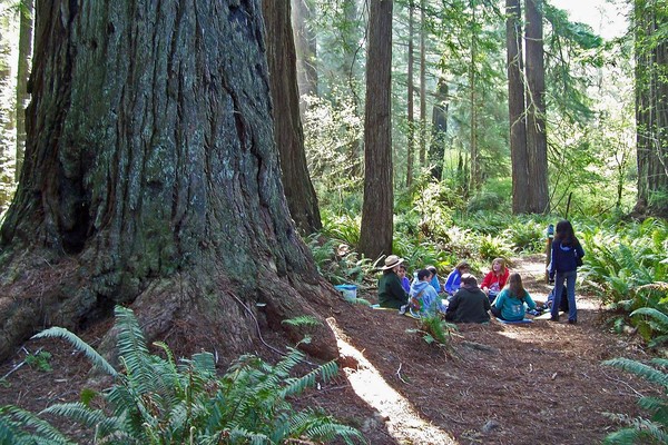 Ada Pohon Raksasa di Taman Nasional Ini!