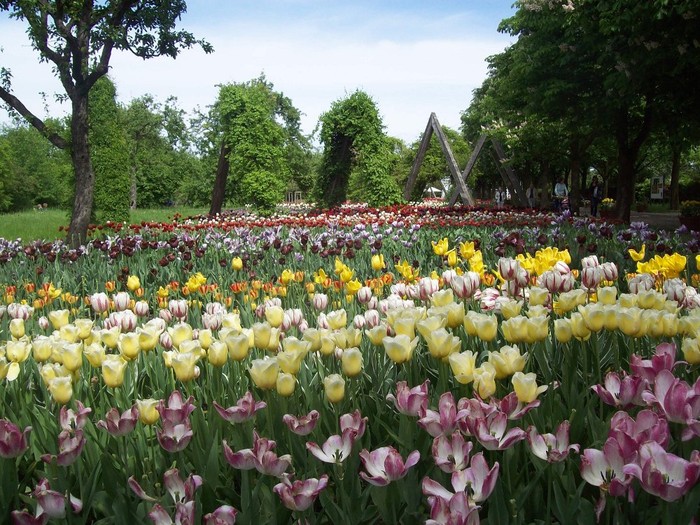 Aiih! Cantiknya Tulip Jerman di Musim Semi