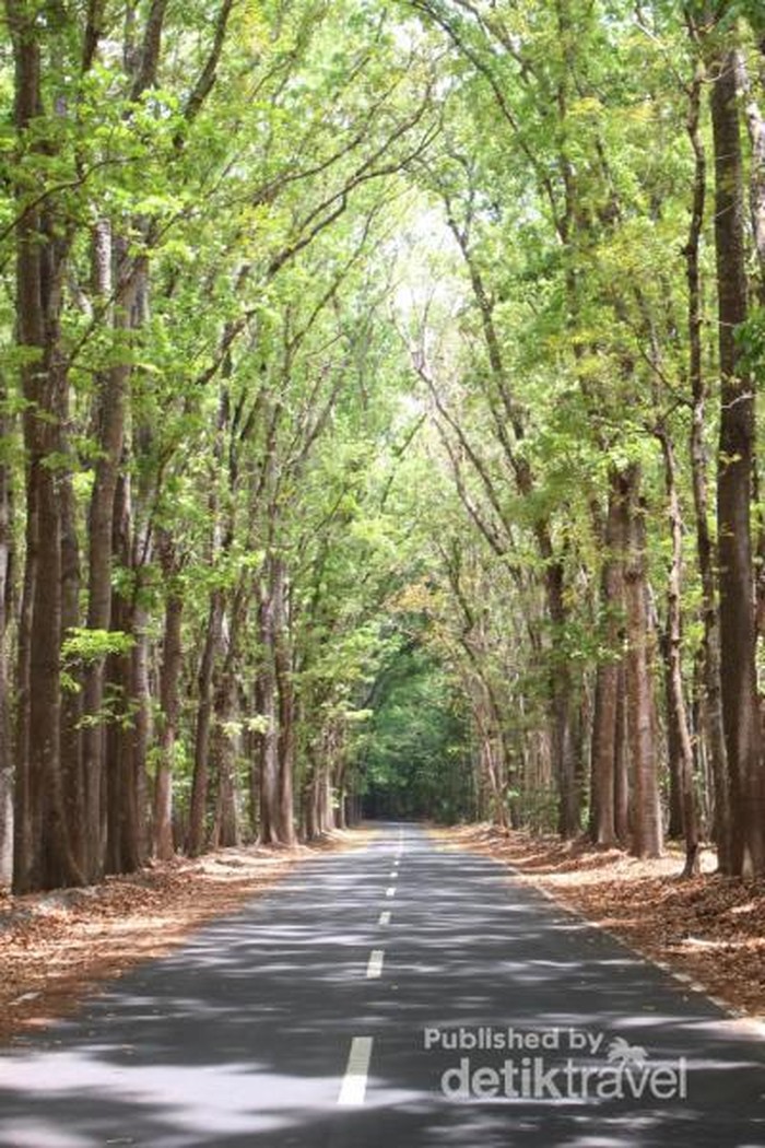 Alas Purwo: Hutan Tertua Jawa yang Magis nan Mistis