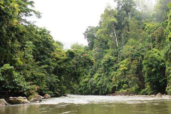 Arung Jeram di Sungai Alas, Hanya untuk Para Pemberani!