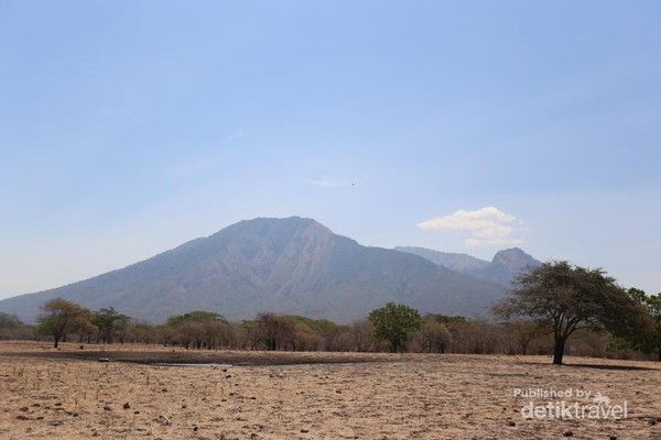 Baluran, 'Afrika' Pulau Jawa