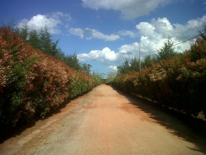 Bangka Botanical Garden, Oase Tersembunyi di Pulau Bangka