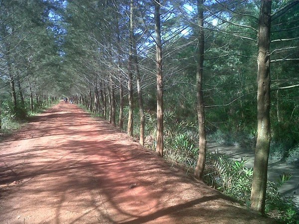 Bangka Botanical Garden, Oase Tersembunyi di Pulau Bangka
