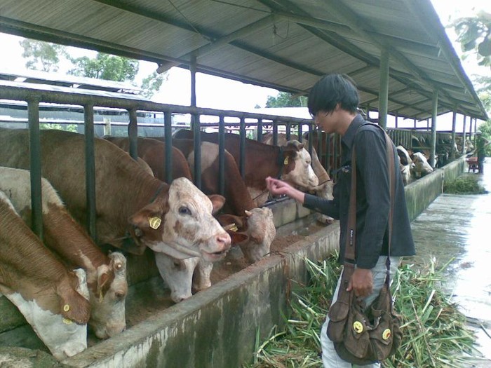 Bangka Botanical Garden, Oase Tersembunyi di Pulau Bangka