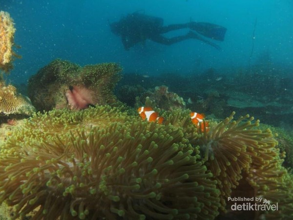 Begini Cantiknya Surga Bawah Laut Belitung