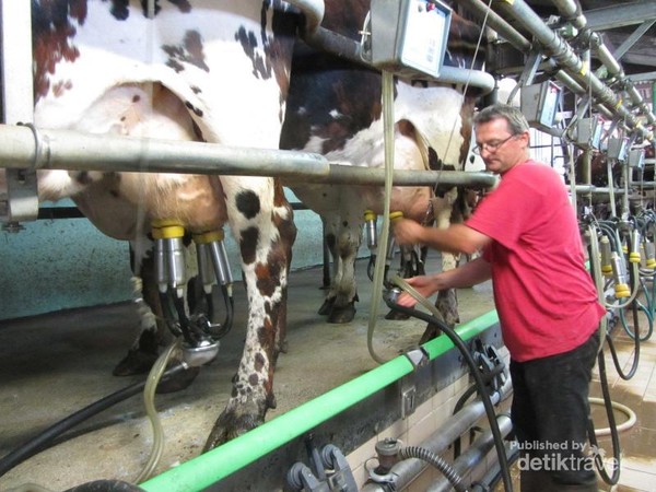 Begini Cara Orang Prancis Dapat Susu Sapi Segar di Mayenne