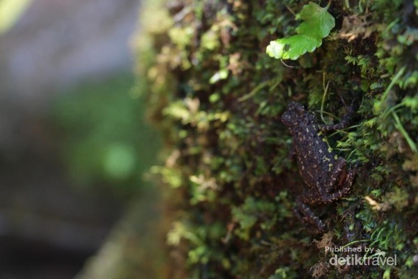 Berjumpa Dengan Katak Merah di Gunung Ciremai