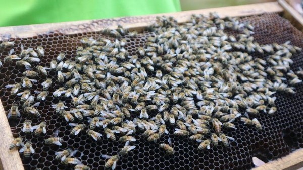 Berkenalan Dengan Aneka Macam Lebah di Pattaya