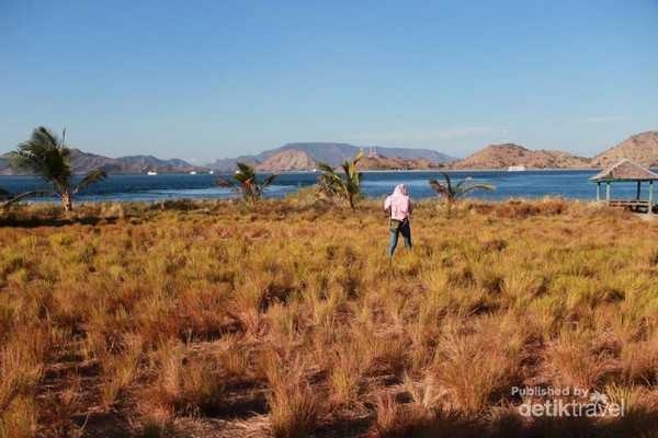 Bukan di Afrika, Ini di Pulau Kenawa NTB