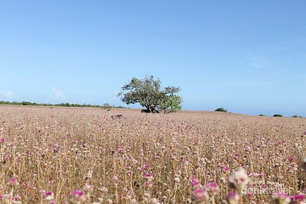 Bukan Maladewa atau Mediterania, Inilah Rote di Indonesia!