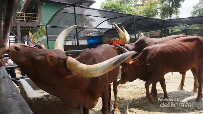 Bukan Sapi Biasa, Inilah Watusi dari Afrika