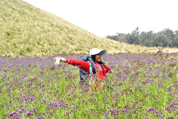 Cantiknya! Padang Lavender Oro-oro Ombo di Gunung Semeru