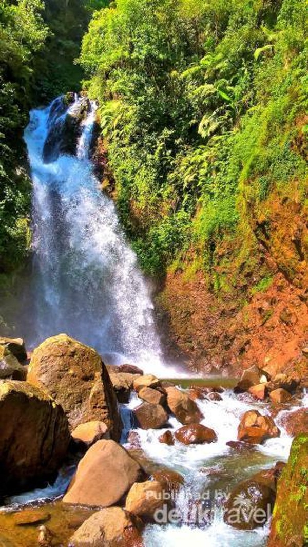 Ciherang, Primadona dari Bogor
