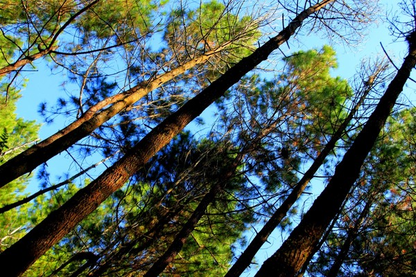 Dahsyatnya Panorama dari Puncak Gunung Burangrang