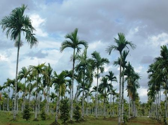 Di Tembagapura, Limbah Tambang Ditumbuhi Pohon dan Sayur