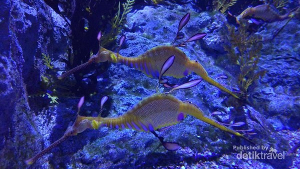 Dibuat Terpana Dunia Bawah Laut Singapura