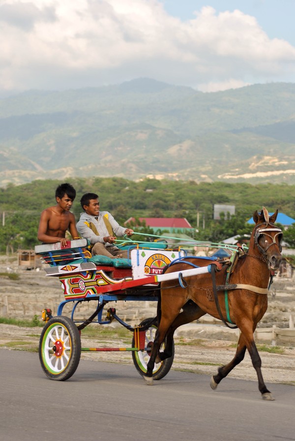 Dokar, Kereta Kuda Khas Palu