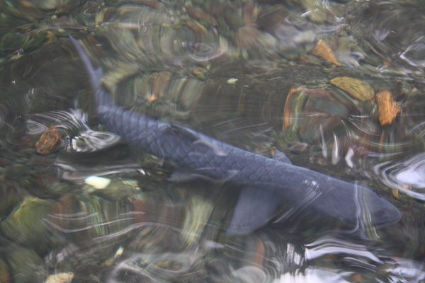 Geli-geli Sedap! Terapi Ikan di Kolam Cigugur
