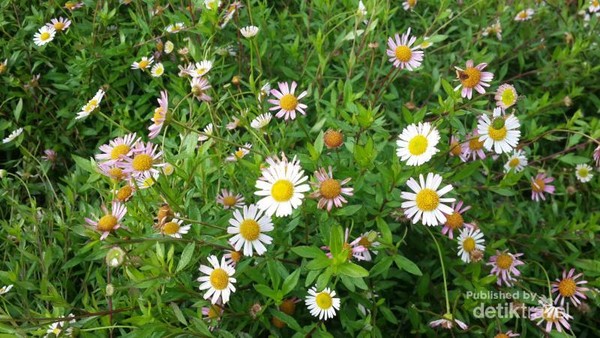 Golden Sunrise Juara ada di Gunung Prau, Dieng