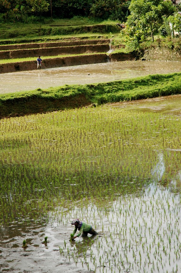 Hijaunya Sawah, Sawah, dan Sawah Toraja
