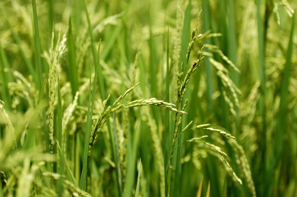 Hijaunya Sawah, Sawah, dan Sawah Toraja