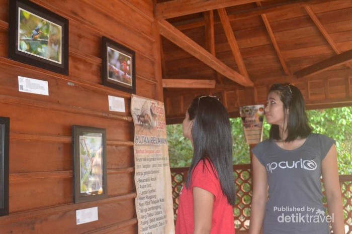 Hutan Pelawan, Bagai Oase Hijau di Pulau Bangka