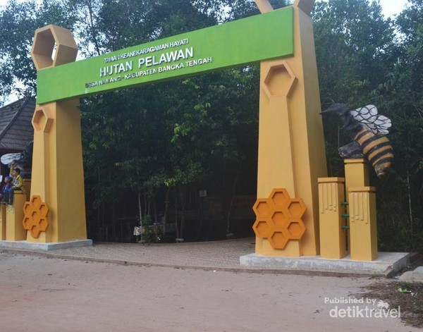 Hutan Pelawan, Bagai Oase Hijau di Pulau Bangka