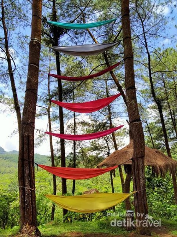 Hutan Pinus Kalilo, Wisata Instagramable di Purworejo