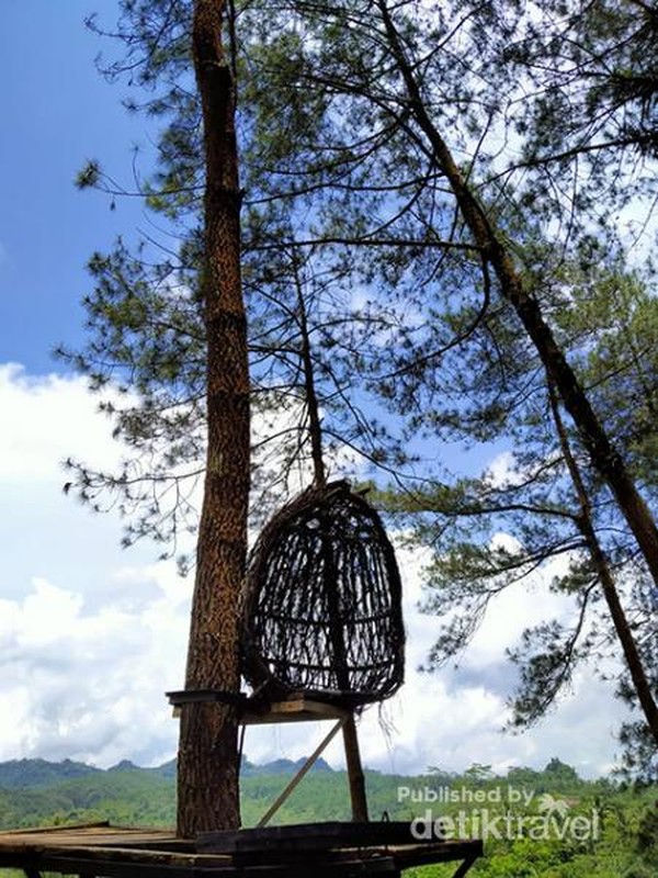 Hutan Pinus Kalilo, Wisata Instagramable di Purworejo