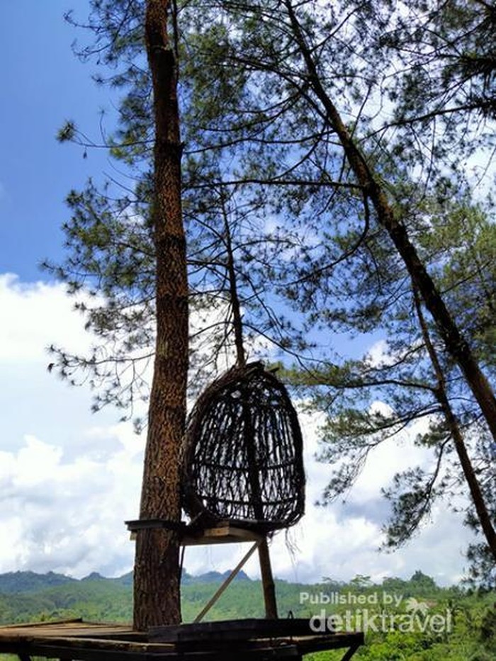 Hutan Pinus Kalilo, Wisata Instagramable di Purworejo