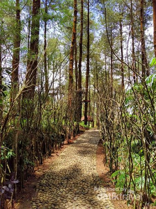 Hutan Pinus Kalilo, Wisata Instagramable di Purworejo