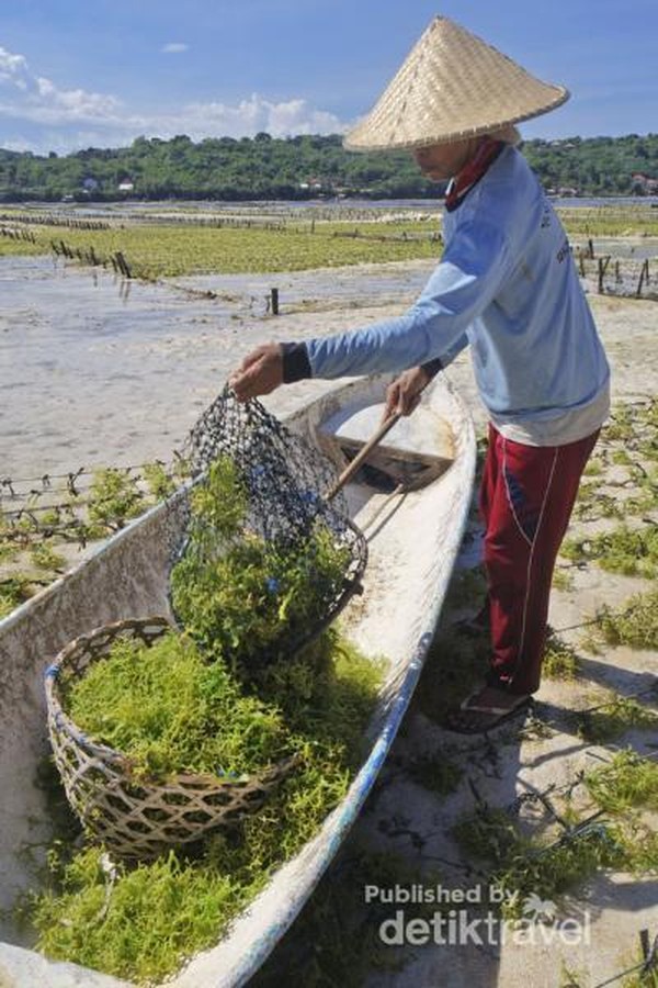 Ide Liburan di Bali: Melihat Budidaya Rumput Laut
