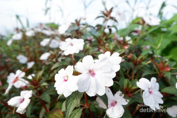 Ini Daerah Terdingin di Sumatera Barat, Suhunya 13 Derajat