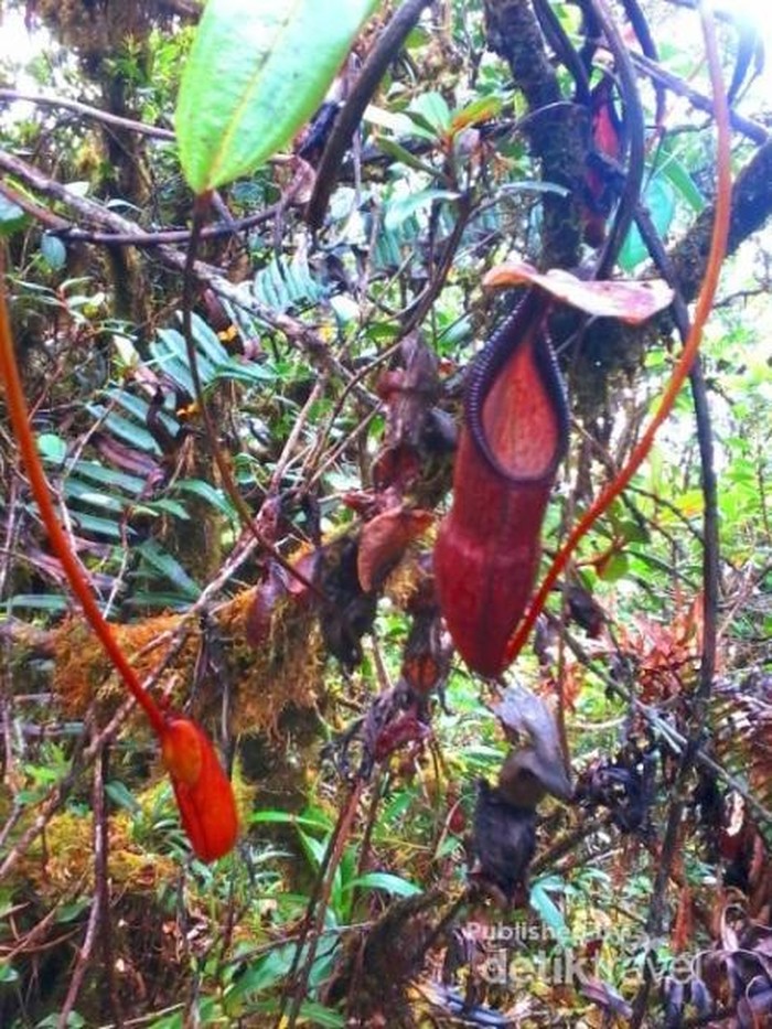 Ini Danau Kumbang, Si Cantik di Gunung Masurai Jambi