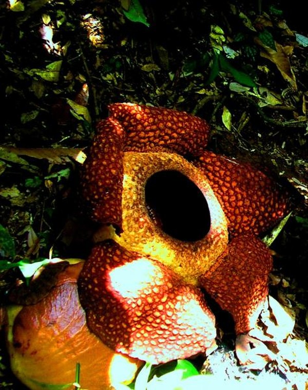 Ini Penampakan Bunga Raflesia Arnoldi Ketika Mekar di Bengkulu