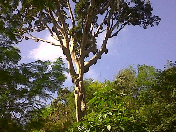 Katakan Cinta di Bukit Cinta, Aceh