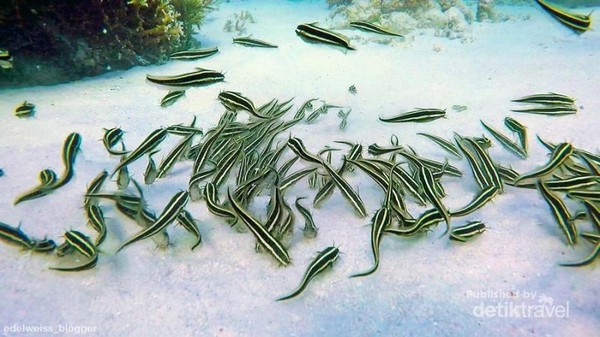 Ketemu Ikan Lele Saat Diving, Tapi di Laut