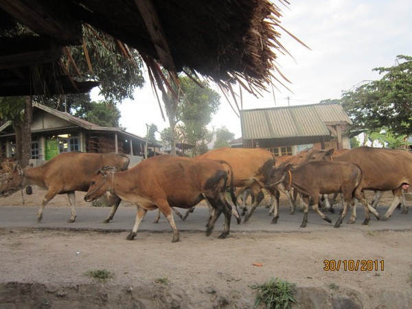 Kisah Teletubbies, Gembala Sakti, dan Jalur Sembalun di Gunung Rinjani